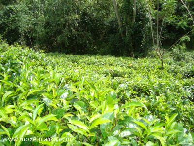 Tea Land (Estate) for Sale at Bulathsinhala - Kalutara Sri Lanka